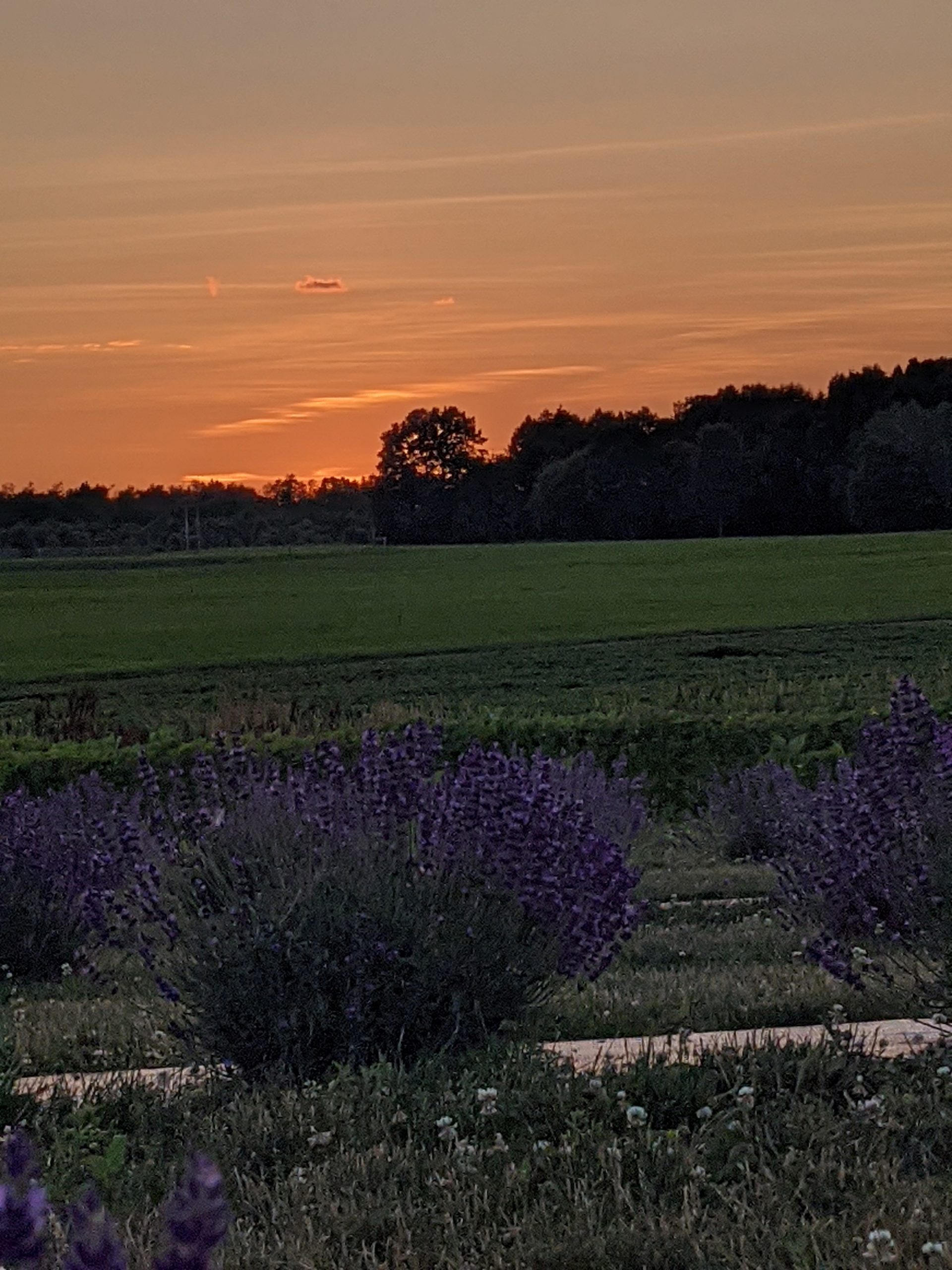 Lavender Sunset