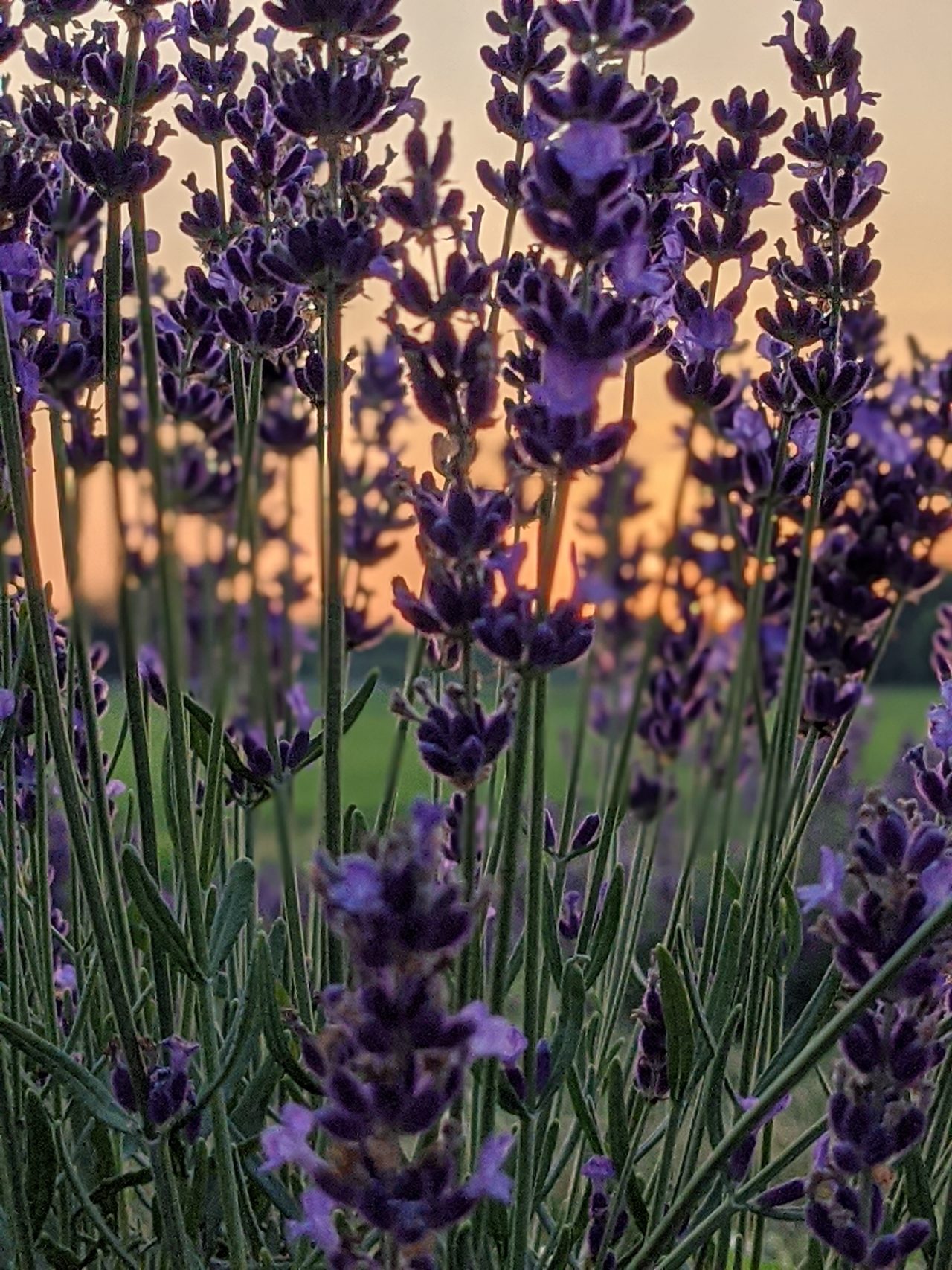 Lavender Sunset